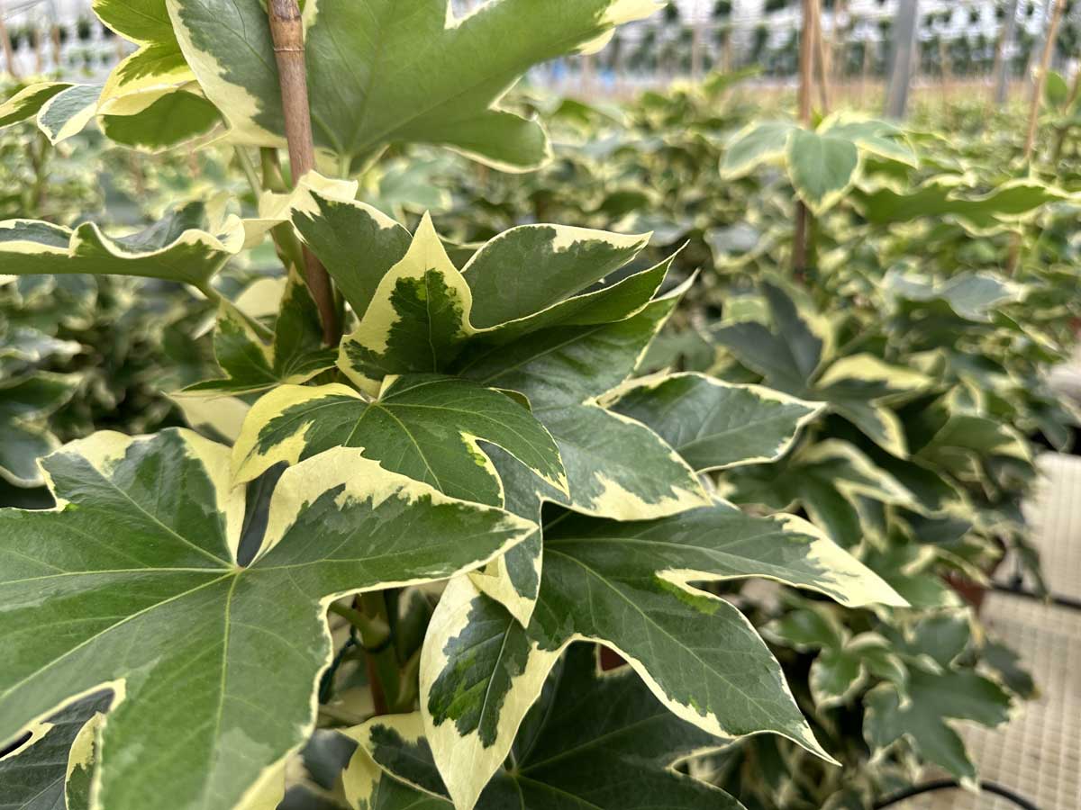 Cuidados y propiedades de la Fatshedera - Ornameplant