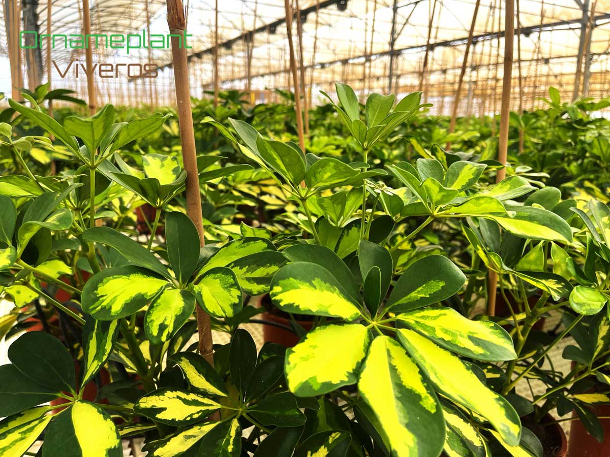 Schefflera: características y cuidados - Ornameplant