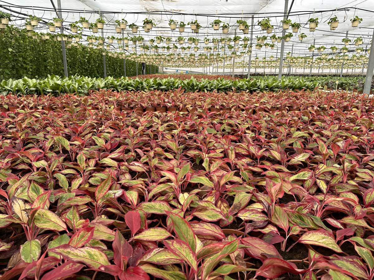 Viveros de planta ornamental en Almería - Ornameplant