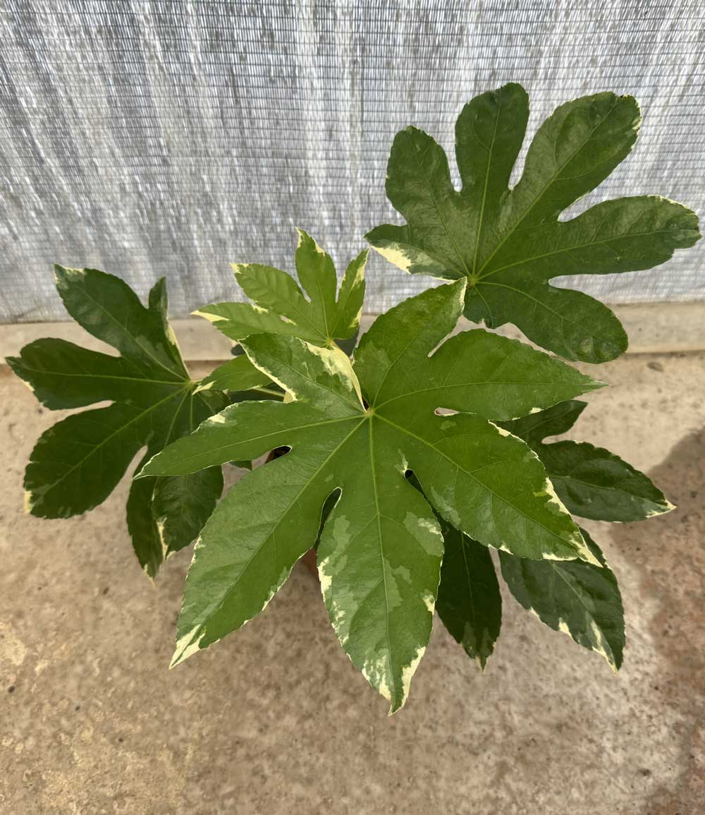 Aralia Variegata c17 - Ornameplant